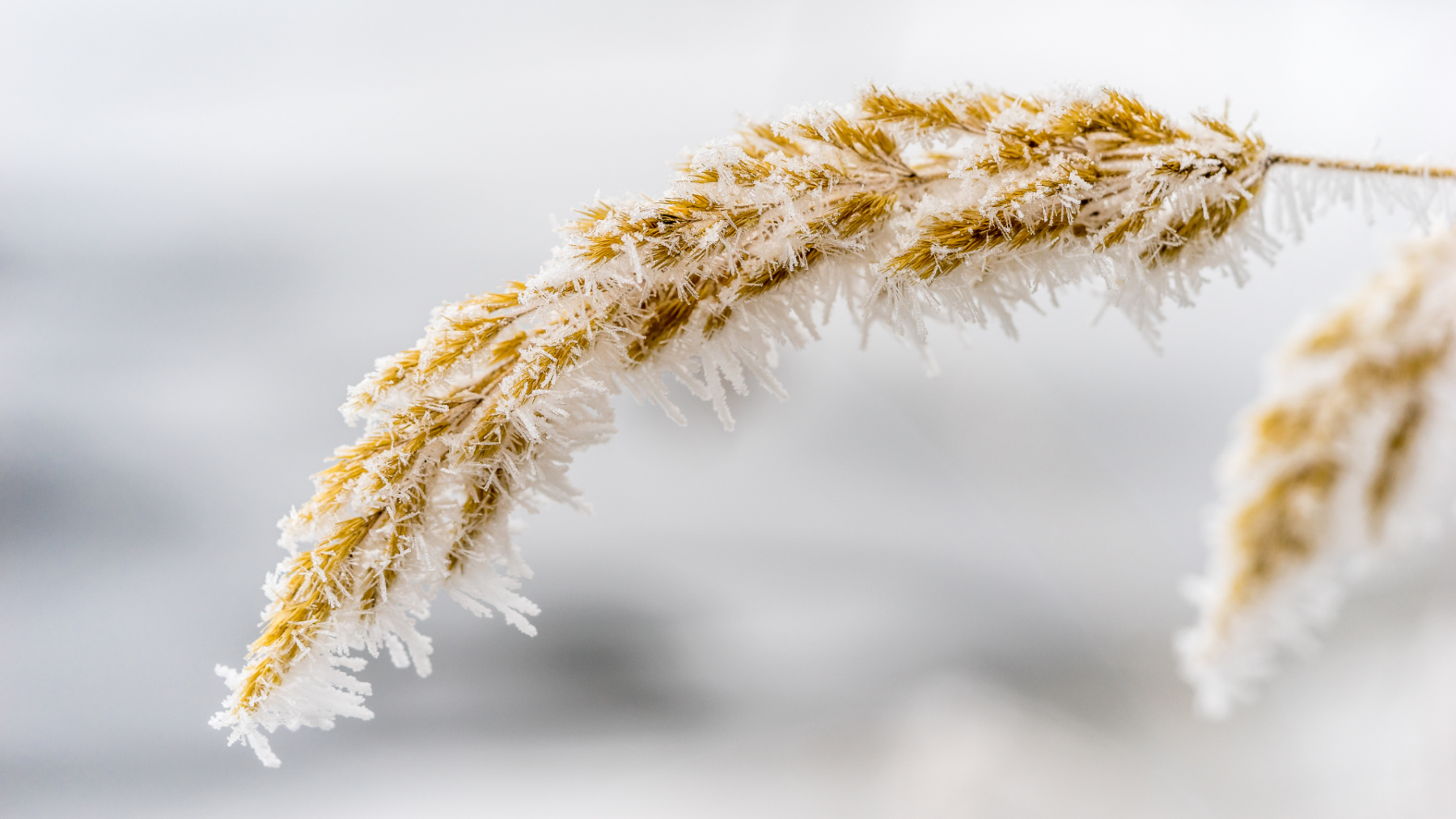 Cereali Autunno-Vernini - Condifesa Piacenza